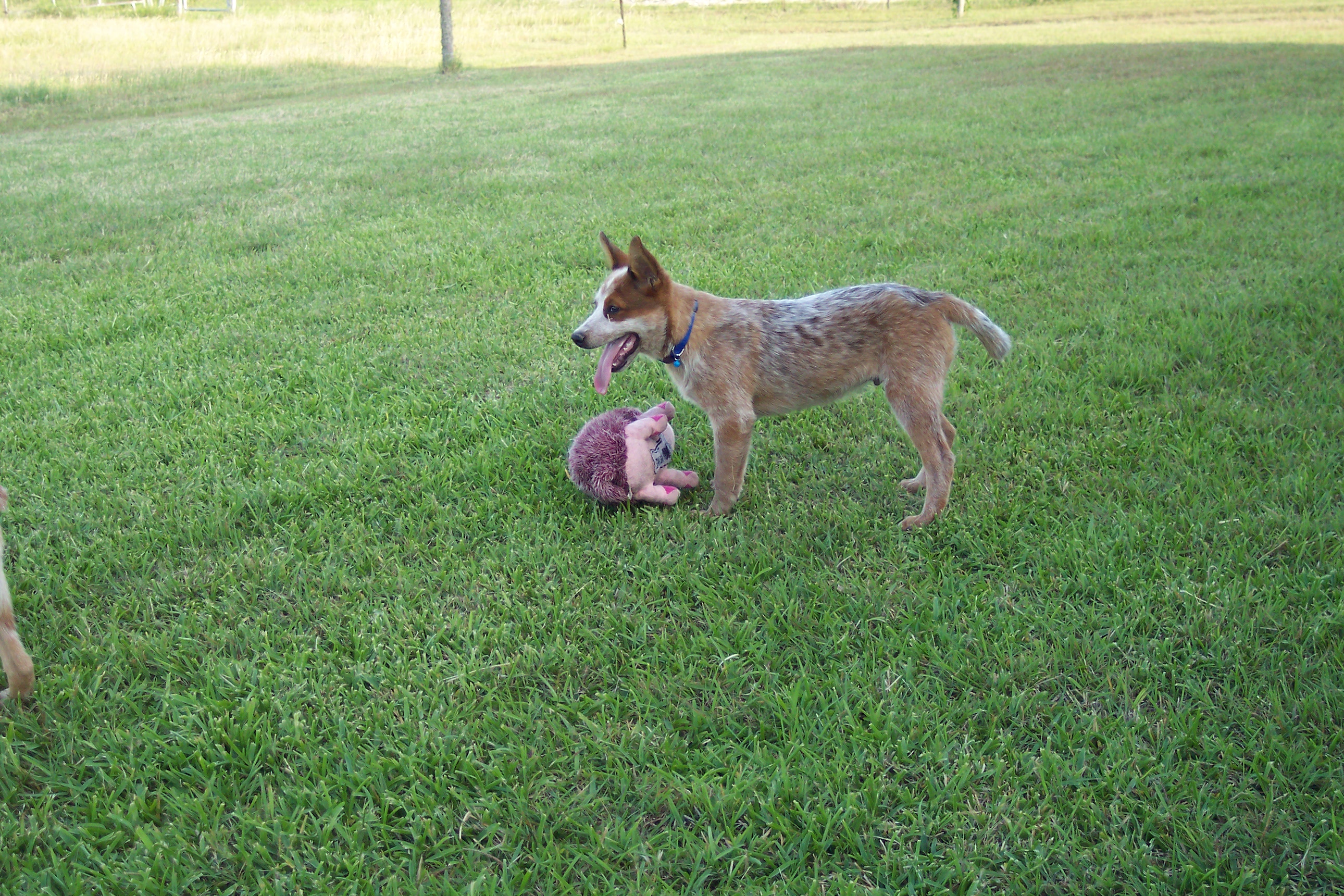 Saddle Tramp Red Heelers - Home